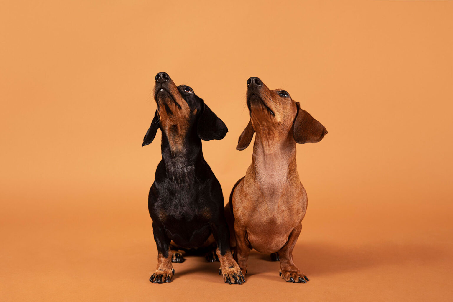 Check-up veterinário anual para cães e gatos: por que fazer?
